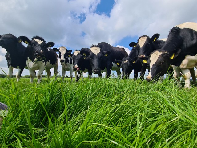 Agricultural Consulting Services | McSweeney Consultants